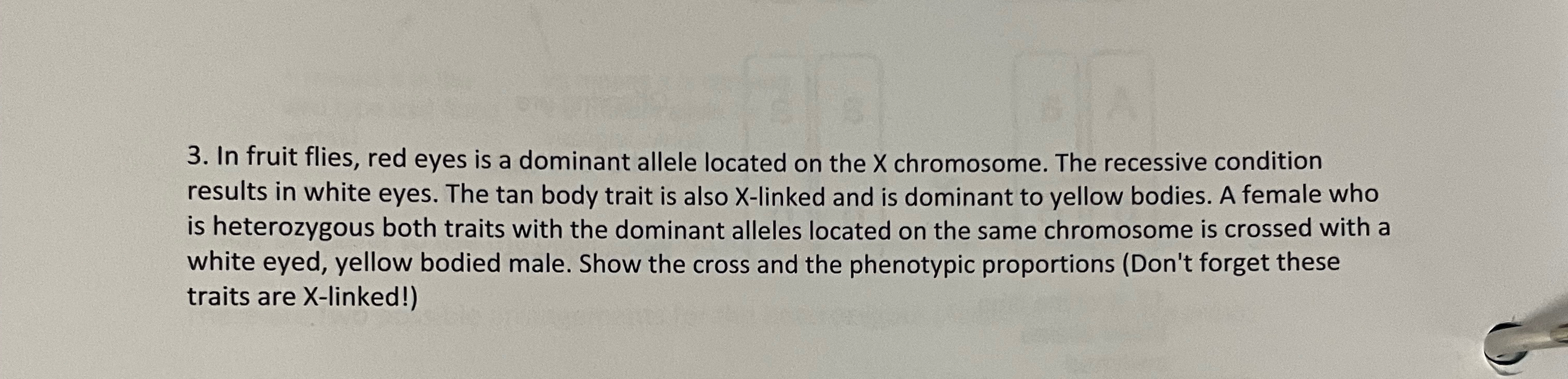 Solved In fruit flies, red eyes is a dominant allele located | Chegg.com