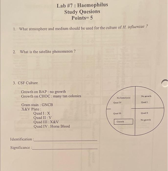Solved Lab #7 : Haemophilus Study Quesions Points=5 1. What | Chegg.com