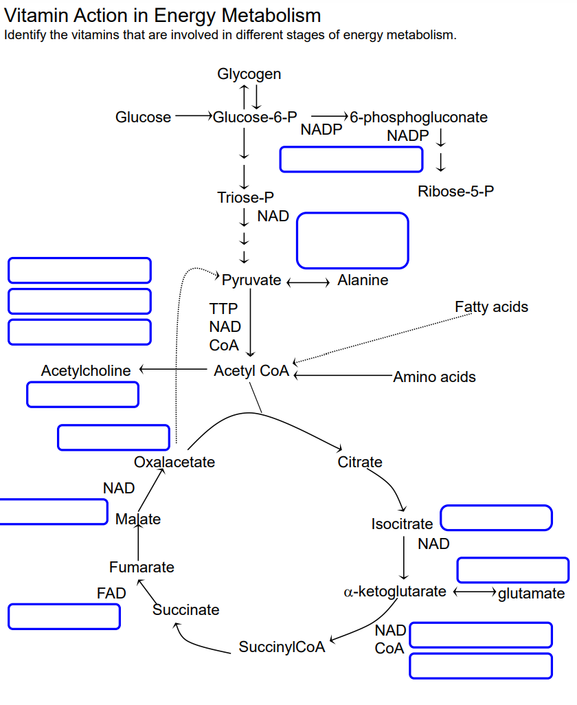 Solved Vitamin Action in Energy MetabolismIdentify the | Chegg.com