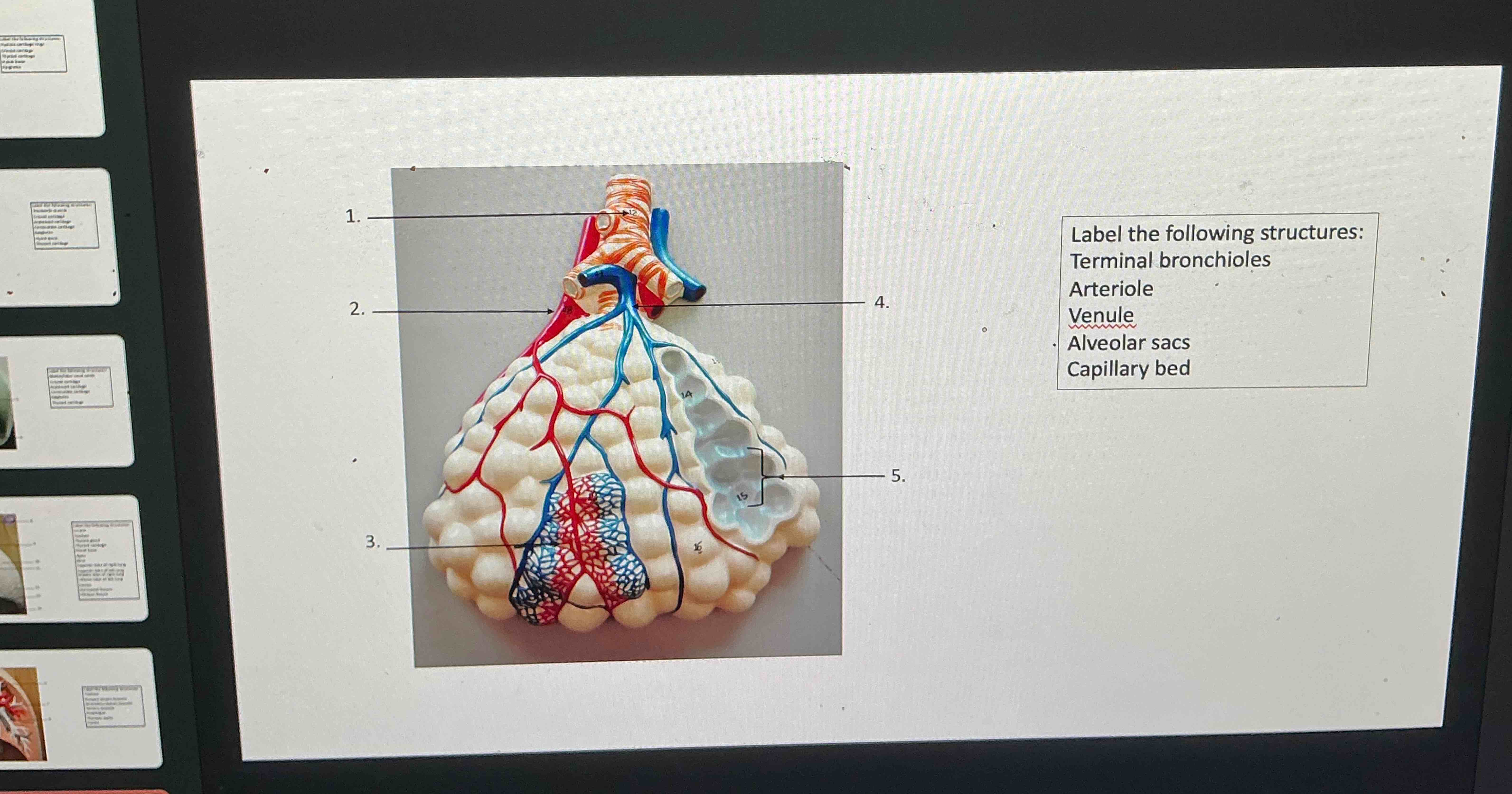 Solved Label the following structures:Terminal | Chegg.com
