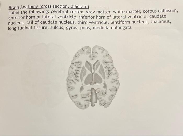 Solved Brain Anatomy (cross section, diagram) Label the | Chegg.com
