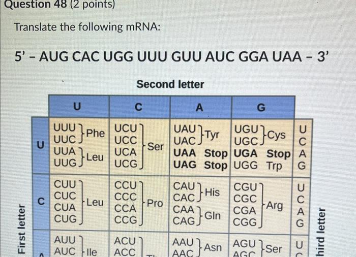 Solved Translate the following mRNA: 5' - AUG CAC UGG UUU | Chegg.com