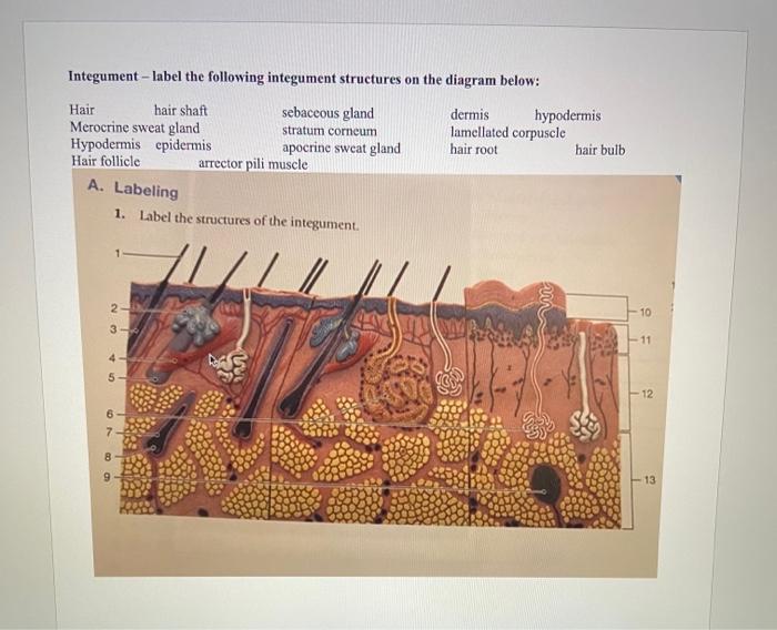 Solved Integument - label the following integument | Chegg.com