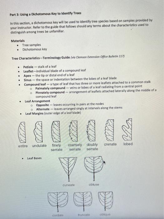 Solved Part 3: Using a Dichotomous Key to Identify Trees In | Chegg.com