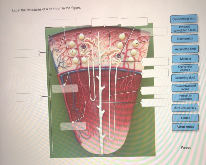 Solved Label the structures of a nephron in the figure. | Chegg.com