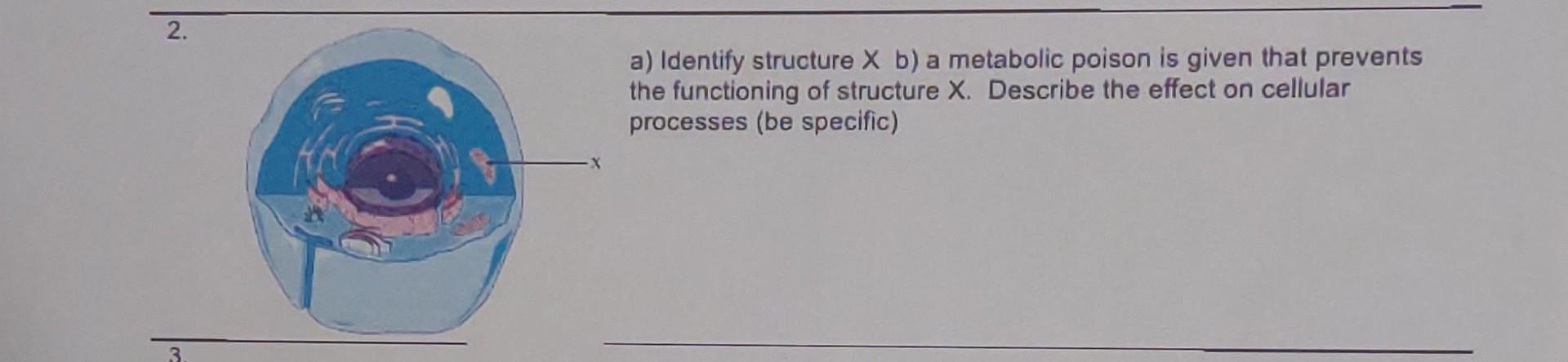 Solved a) Identify structure X b) a metabolic poison is | Chegg.com