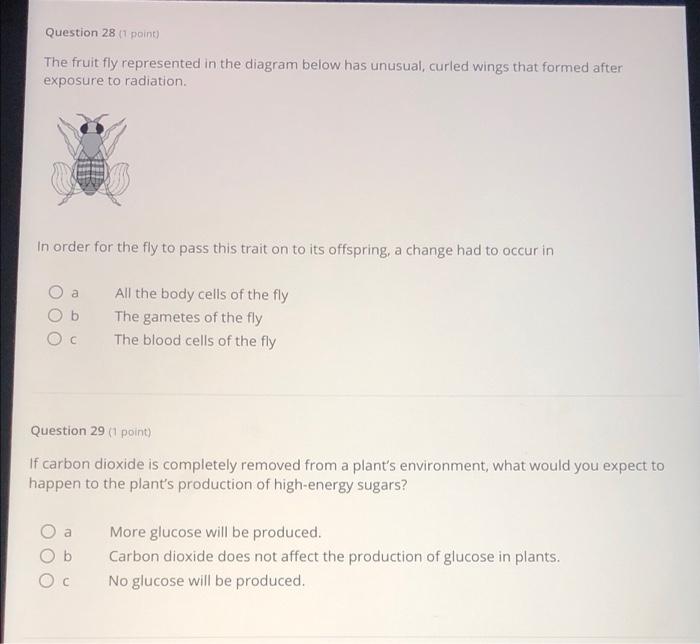 Solved Question 28 (1 point The fruit fly represented in the | Chegg.com