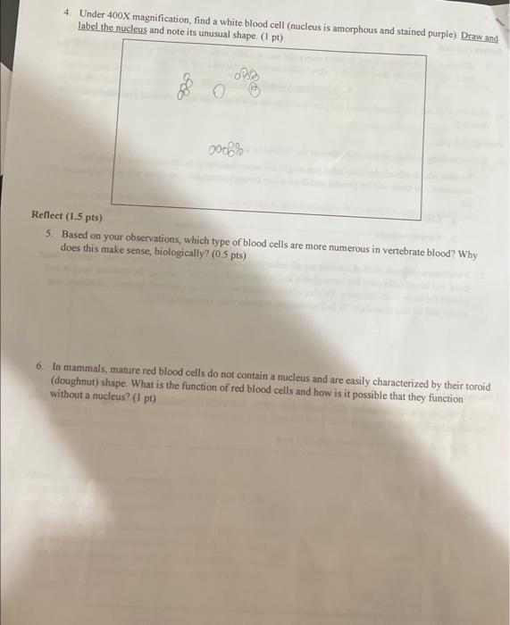 Solved 4. Under 400X magnification, find a white blood cell | Chegg.com