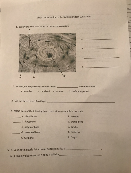 Solved Unit 8: Introduction to the Skeletal System Worksheet | Chegg.com