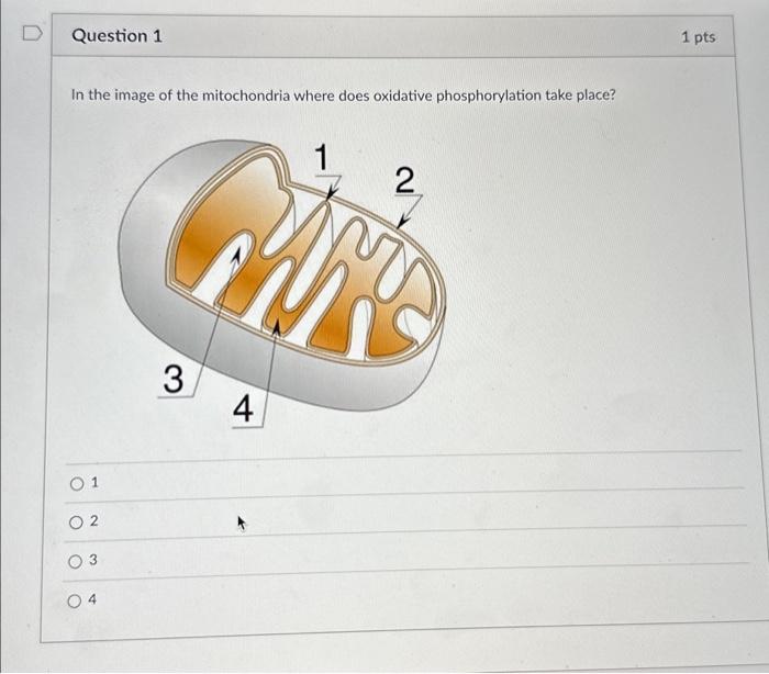 Solved Question 1 In the image of the mitochondria where | Chegg.com