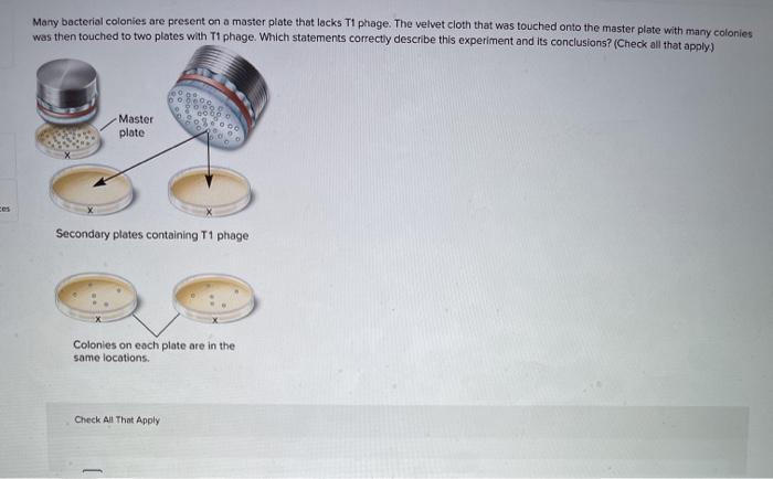 Many bacterial colonies are present on a master plate | Chegg.com