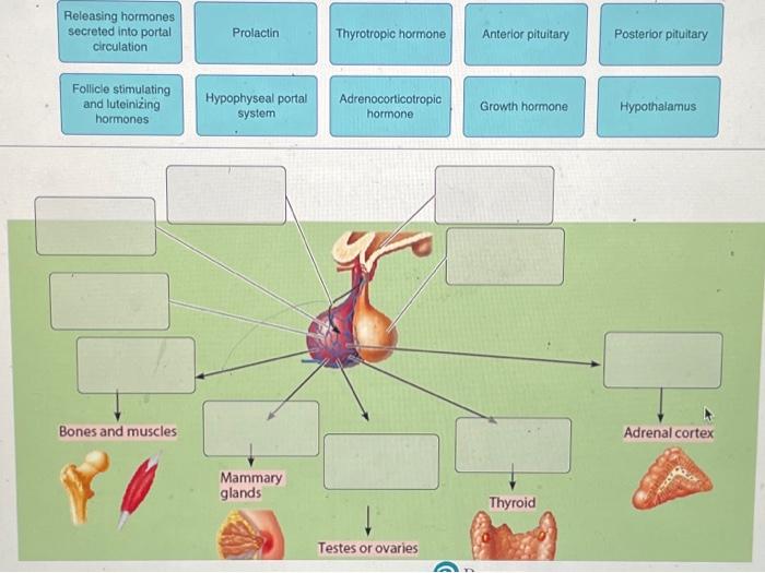 Solved Releasing hormones secreted into portal Prolactin | Chegg.com
