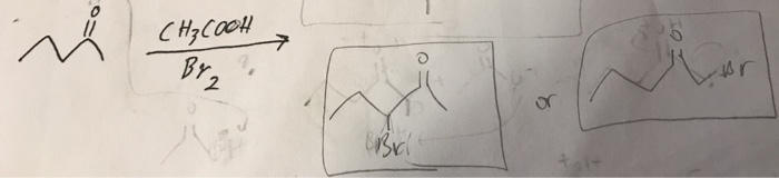 Solved does halogenation in acid (monosubstitution) of the | Chegg.com