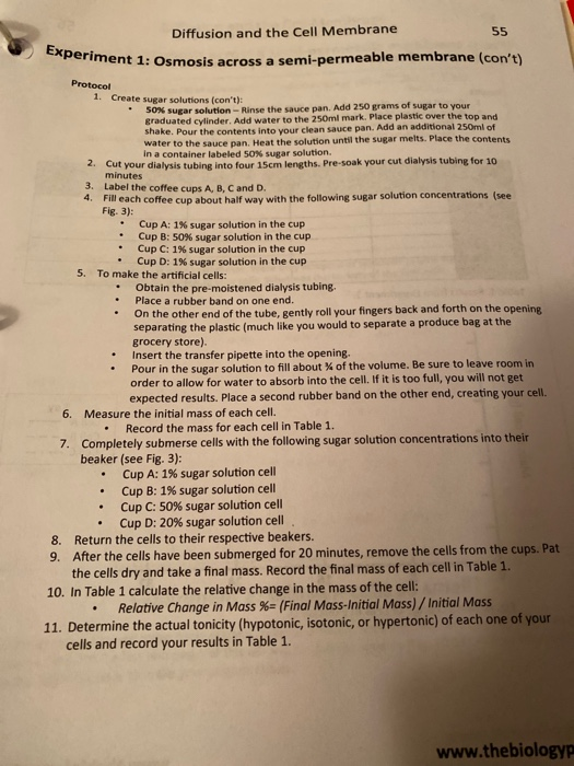 Diffusion and the Cell Membrane Experiment 1: Osmosis | Chegg.com