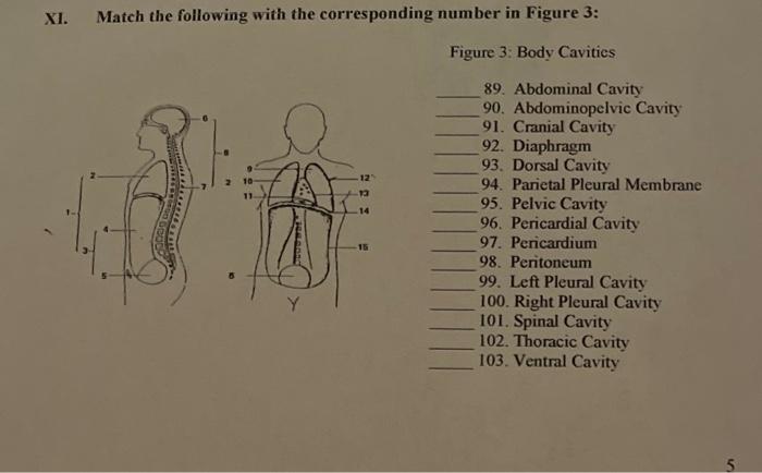 Solved Figure 2: Body Surfaces 72. Median Line 73. Ventral | Chegg.com