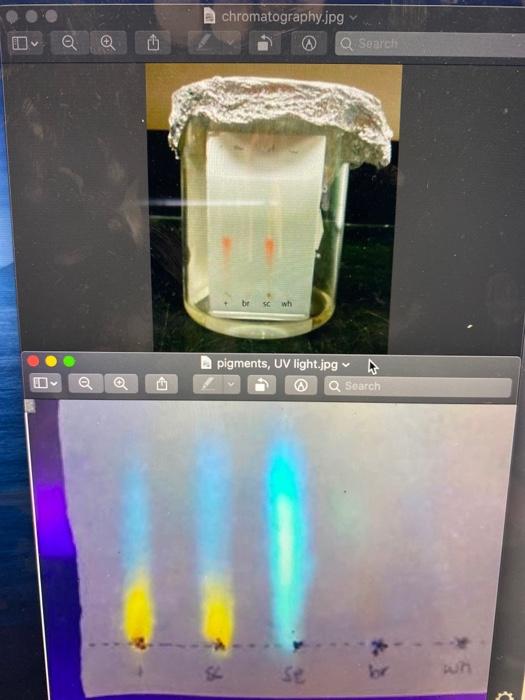 Lab Report 18: The Genetics of Eye Color in | Chegg.com