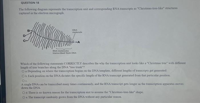 Solved The following diagram represents the transcription | Chegg.com