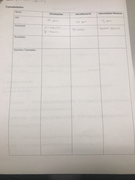Solved Cytoskeleton Name microtubules microfilaments | Chegg.com