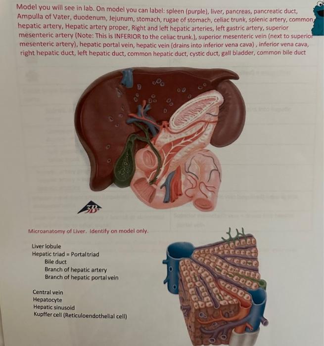 Model you will see in lab. On model you can label: | Chegg.com