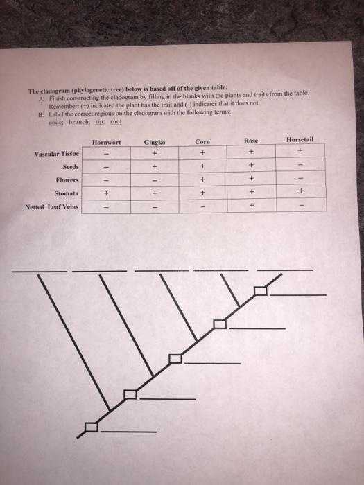 Solved The cladogram (phylogenetic tree) below is based off | Chegg.com