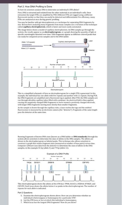 Solved Part 2: How DNA. Profiling is Done STRs are analyeed | Chegg.com