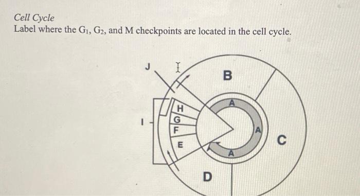 Solved Cell Cycle Label where the G1, G2, and M checkpoints | Chegg.com