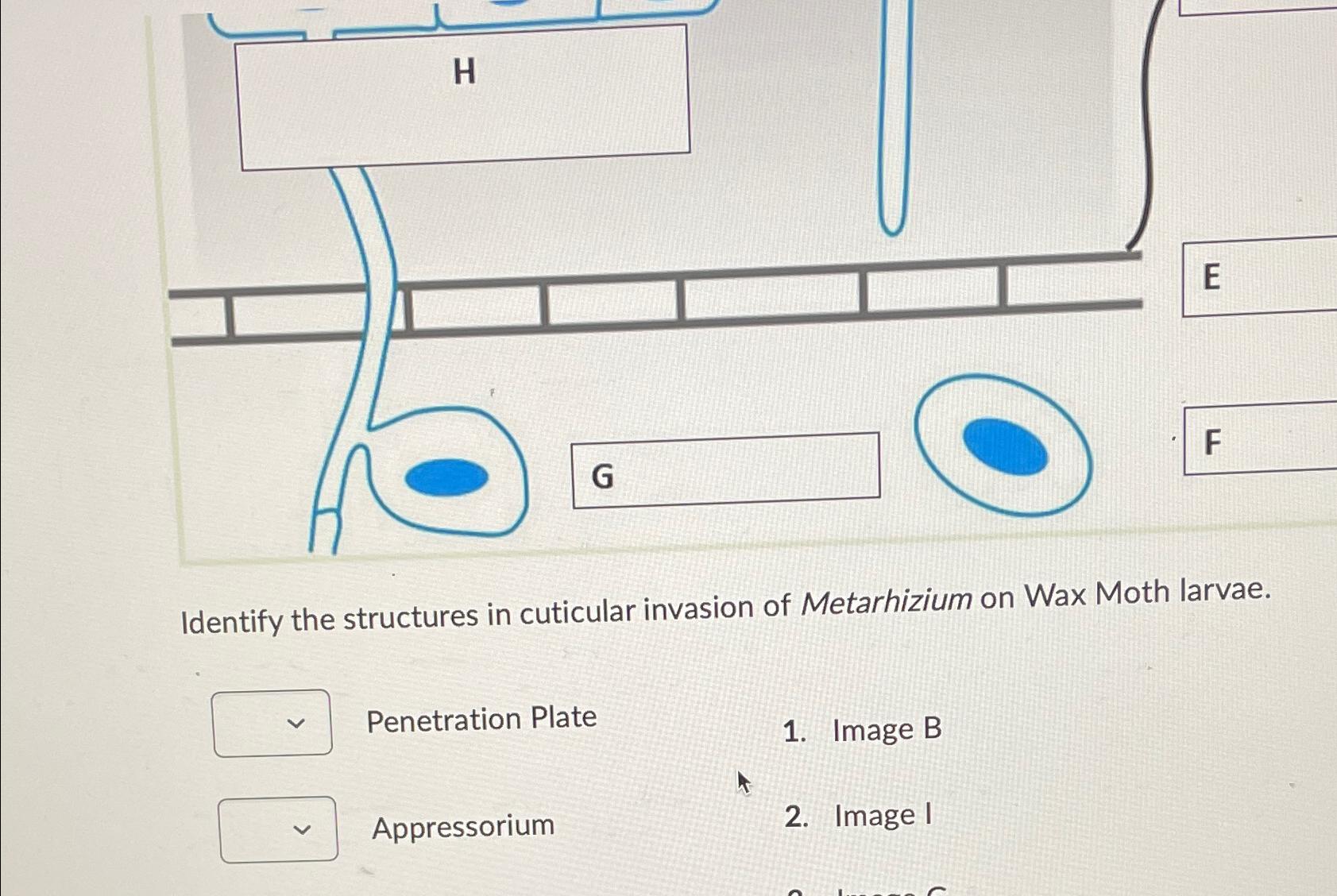 Solved Identify the structures in cuticular invasion of | Chegg.com