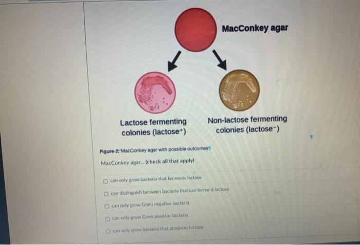 Solved MacConkey agar Lactose fermenting colonies (lactose) | Chegg.com