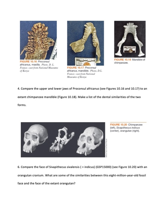 Solved FIGURE 10.18 Mandible of chimpanzee FIGURE 10.16 | Chegg.com