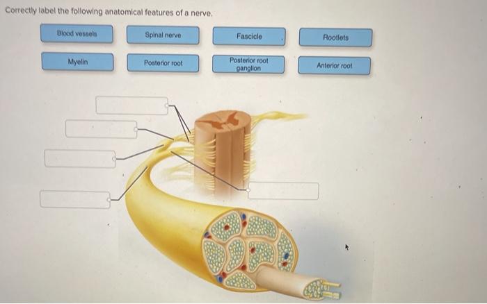 Solved Correctly label the following anatomical features of | Chegg.com