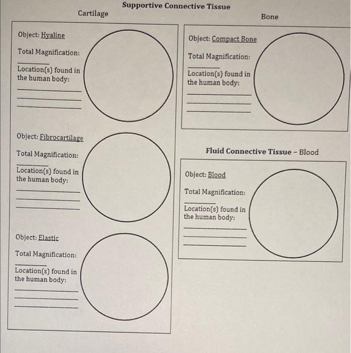 Solved Supportive Connective Tissue Cartilage Bone Object: | Chegg.com