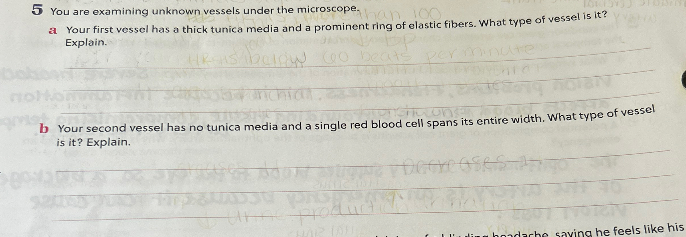 Solved 5 ﻿You are examining unknown vessels under the | Chegg.com