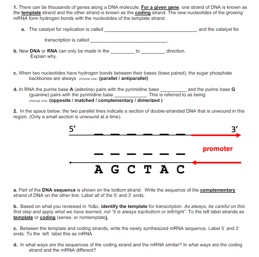 2a. ﻿Part of the DNA sequence is shown on the bottom | Chegg.com