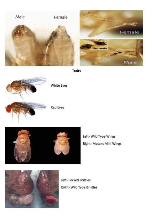 Solved 1) Write out the cross you did tofay, using the | Chegg.com