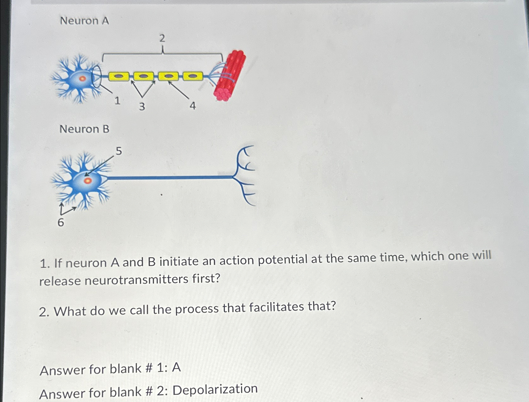 Solved Neuron ANeuron BIf neuron A and B ﻿initiate an action | Chegg.com