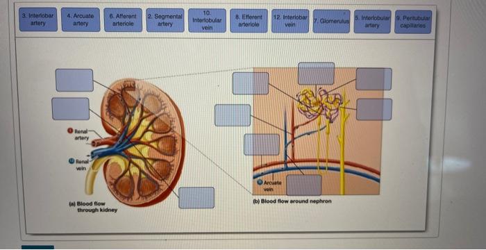 Solved (b) Blood flow around nephron throuph kidney | Chegg.com