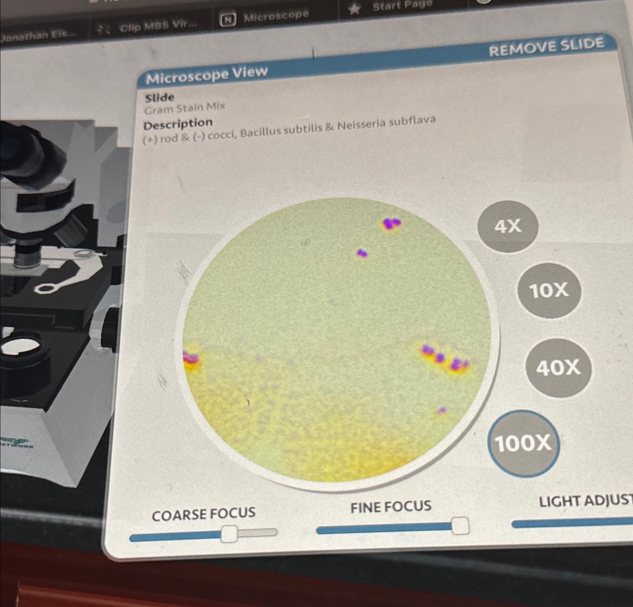Solved Microscope ViewslideGram Stain MixDescription(4) ﻿rod | Chegg.com