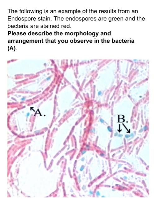 Solved The following is an example of the results from an | Chegg.com