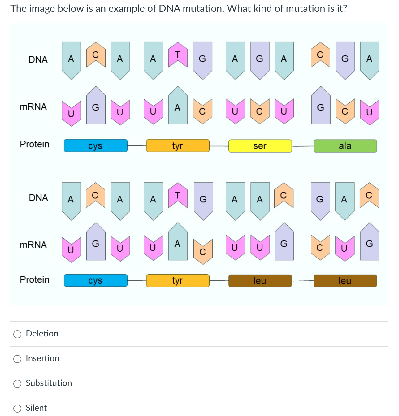 Solved The image below is an example of DNA mutation. What | Chegg.com