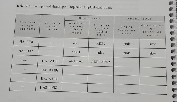 Solved Table 12-1. Genotypes and phenotypes of haploid and | Chegg.com