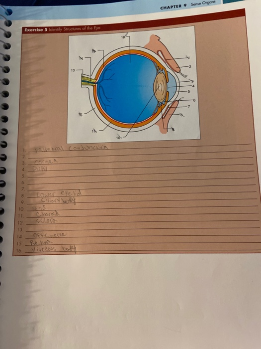 Solved CHAPTER 9 Sense Organs Exercise 5 Identity Structures | Chegg.com