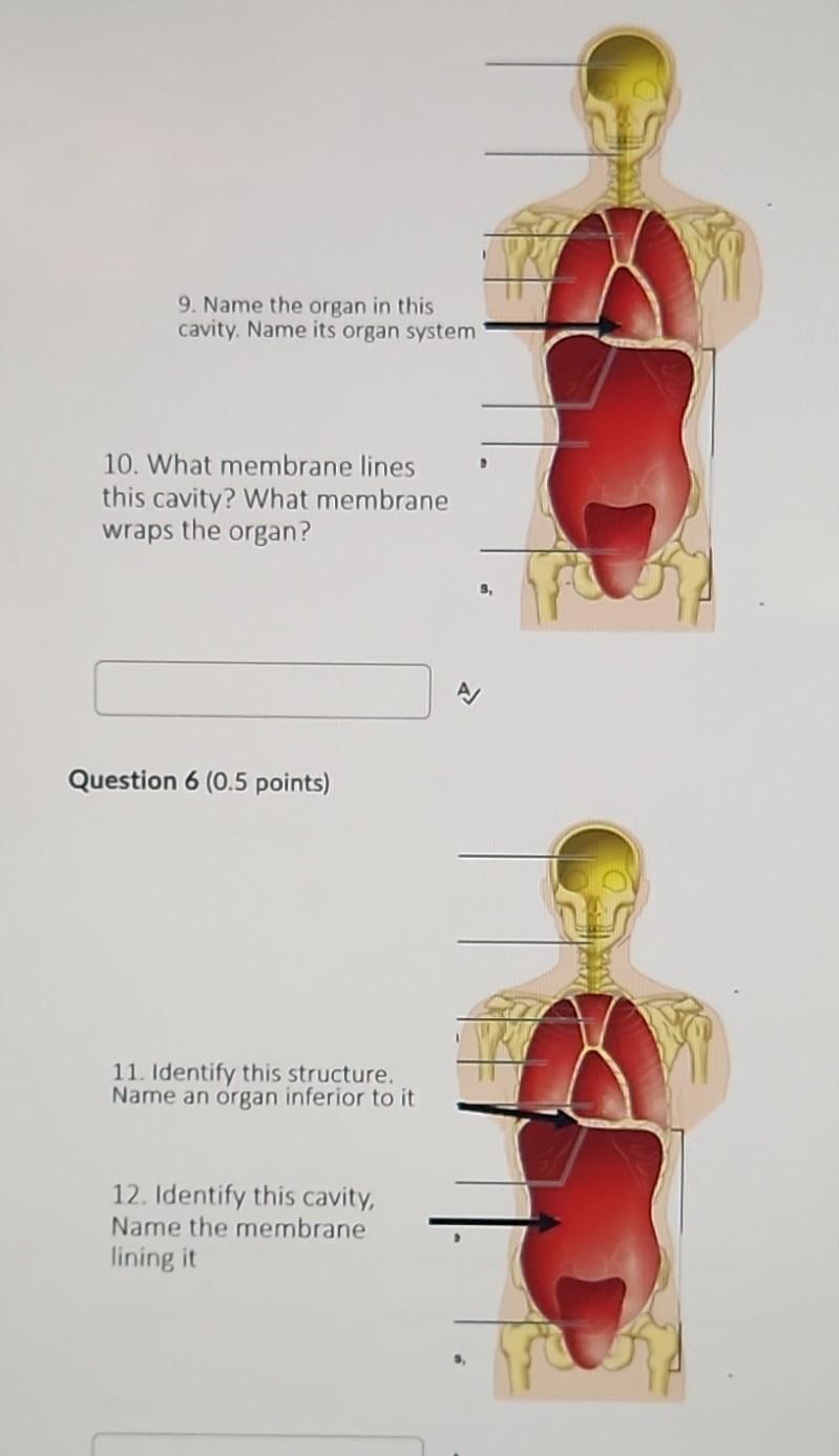 Solved 1. Give the anatomical term for this pit. Name a | Chegg.com