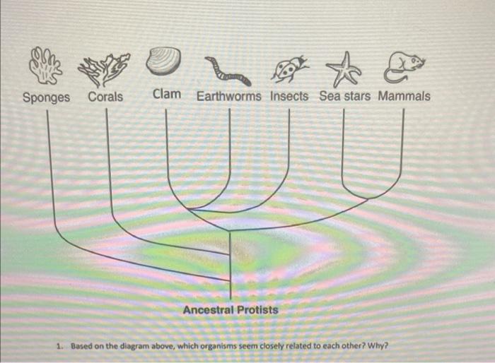 Solved based on the diagram, which organisms seem closely | Chegg.com