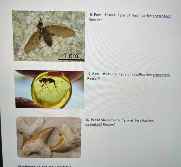 Solved Types of Fossilization Using the information | Chegg.com