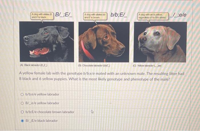 Solved A yellow female lab with the genotype b/b;e/e mated | Chegg.com