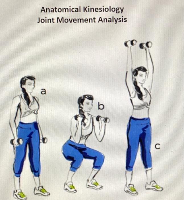 Solved Anatomical Kinesiology Joint Movement Analysis а b C | Chegg.com