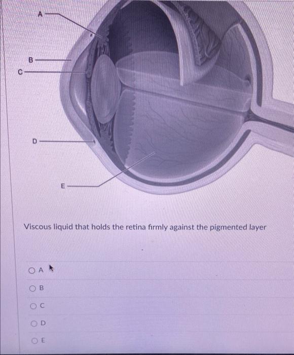 Solved B E Viscous liquid that holds the retina firmly | Chegg.com