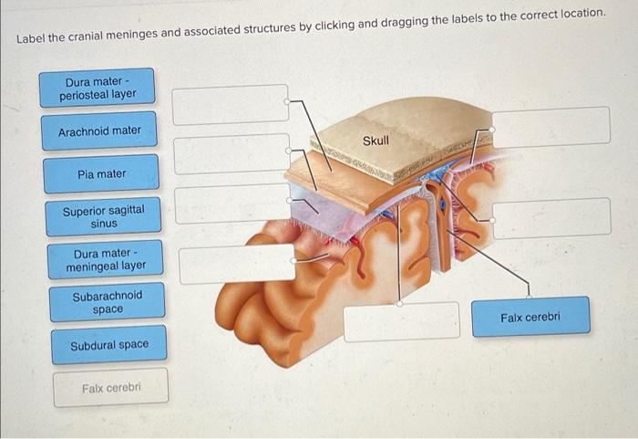 Solved Label the cranial meninges and associated structures | Chegg.com