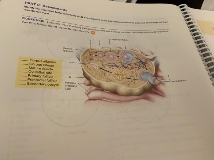 Solved PART C: Assessments Identify the numbered features in | Chegg.com