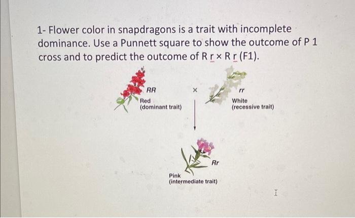 Solved 1- Flower color in snapdragons is a trait with | Chegg.com